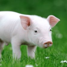 Pig Sounds for Android - Download