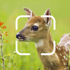 TrailCam Go for Android - 無料・ダウンロード