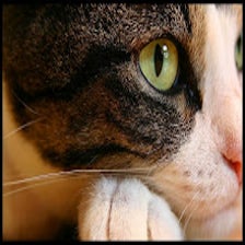 Cats New Tab para Google Chrome - Extensión Descargar