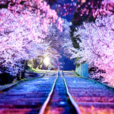 Sakura Live Wallpaper for Android - Download