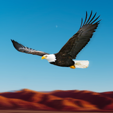 Bird Racing Simulator: Eagle Race Game for Android - Download