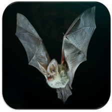 Bat sounds APK for Android - Download