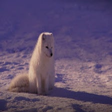 Animals Tab para Google Chrome - Extensión Descargar