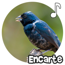 Tiziu Encarte for Android - Download