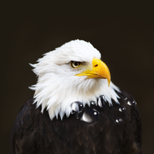 Birds Live Wallpaper for Android - Download