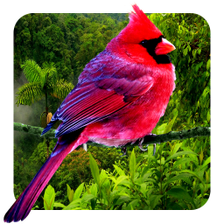3D birds parallax live wallpaper APK for Android - Download
