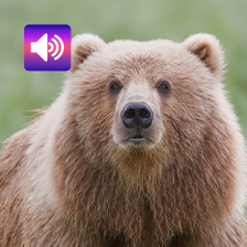 Bear sounds for Android - Download