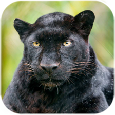 Black Panther Live Wallpaper APK para Android - Descargar