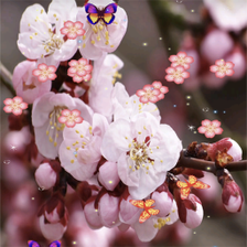 Sakura Live Wallpaper - Screen para Android - Descargar
