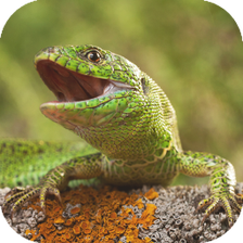 Lizard Simulator for Android - Download
