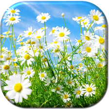 Spring Live Wallpaper for Android - Download