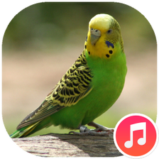 Android 용 Parakeet Sounds - 다운로드