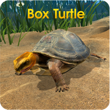 Box Turtle Simulator APK for Android - Download
