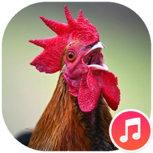 Rooster Sounds for Android - Download