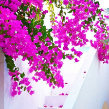 Spring Wallpapers APK for Android - Download