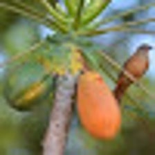 PAPAYA Google Chrome için - Eklenti İndir