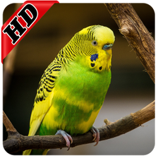 Parakeet Sounds per Android - Download