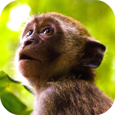 Monkey Sounds APK for Android - Download