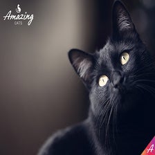 Amazing Cats for Google Chrome - Extension Download
