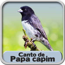 Canto De Papa Capim Viviti para Android - Descargar