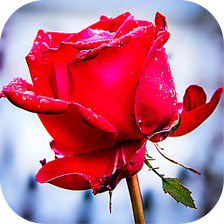 Roses Stickers for WhatsApp for Android - Download