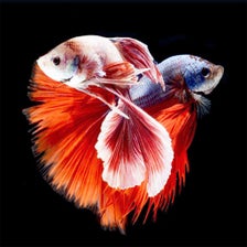 iPhone 용 Betta Fish Wallpapers HD - 다운로드