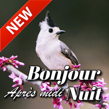 French Good Morning Afternoon Good Night Wishes APK для Android — Скачать