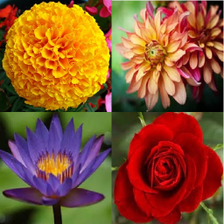 Flower identifier for Android - Download