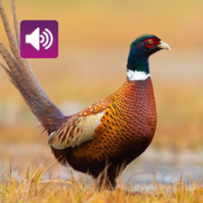 Pheasant bird sounds para Android - Descargar