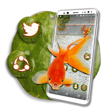 Koi Fish Water Launcher Theme APK per Android - Download