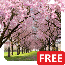 Spring Cherry Blossom Live Wallpaper FREE APK for Android - Download
