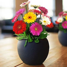 Options for Twenty Seventeen for WordPress - Download