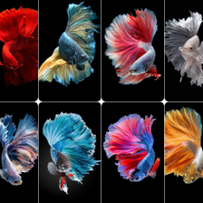 Betta Fish Wallpaper APK for Android - Download