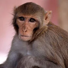 Monkey Sounds for Android - Download