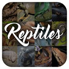 Reptile Animal Encyclopedia APK para Android - Descargar