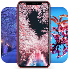 Sakura Wallpaper for Android - Download