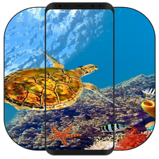 Tortoise Wallpaper APK for Android - Download