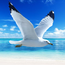 The Seagull APK for Android - Download
