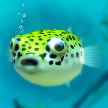 Playing with Puffer fish APK para Android - Descargar