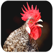 Rooster sounds APK for Android - Download