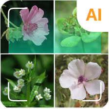 Plant identifier per Android - Download