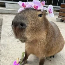 Capybara Wallpapers HD for Android - Download