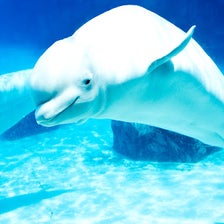 Beluga Whale HD Wallpapers New Tab for Google Chrome - Extension Download