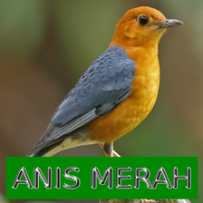 Master Kicau Anis Merah para Android - Descargar