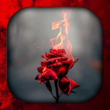 Red Rose Live Wallpaper Red para Android - Descargar