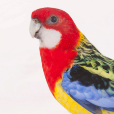 Appp.io - Parrot sounds per Android - Download