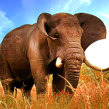 Angry Elephant APK สำหรับ Android - ดาวน์โหลด