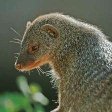 Mongoose Sounds para Android - Descargar