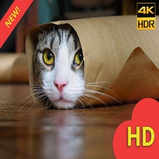 Lol Cats Wallpapers HD New Tab Theme para Google Chrome - Extensión Descargar