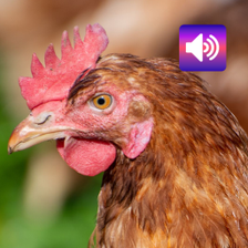 Chicken Sounds APK for Android - Download